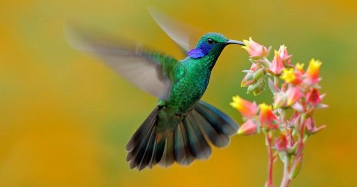 'X ts'unu'um: La leyenda Maya del Colibrí, el mensajero de deseos