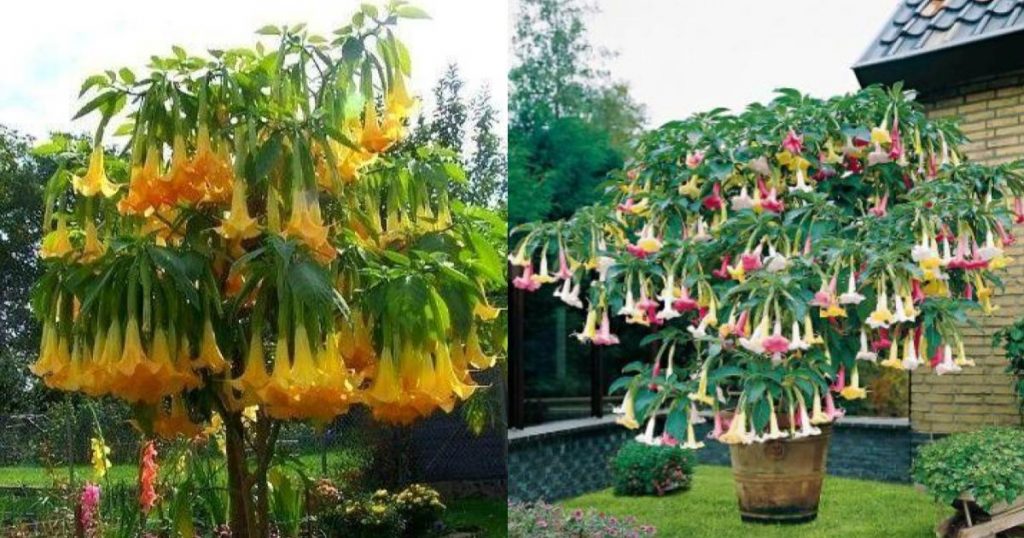 Belleza tóxica: Floripondio, la planta alucinógena que provoca la ...