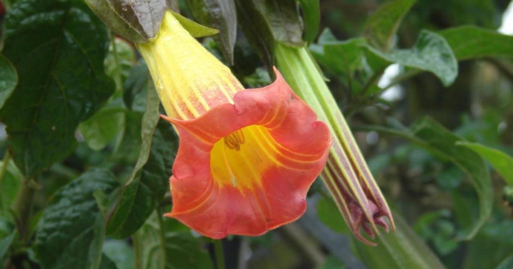 Belleza tóxica: Floripondio, la planta alucinógena que provoca la ...