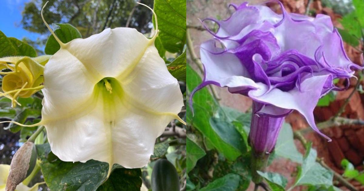 Belleza tóxica: Floripondio, la planta alucinógena que provoca la ...