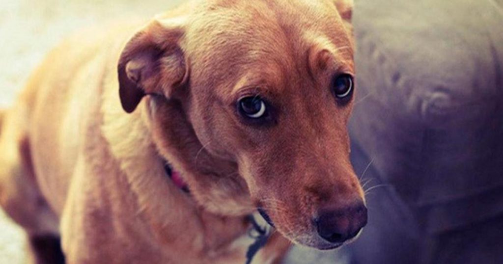 Vídeo viral: Perrito regañado cautiva las redes con su adorable mirada