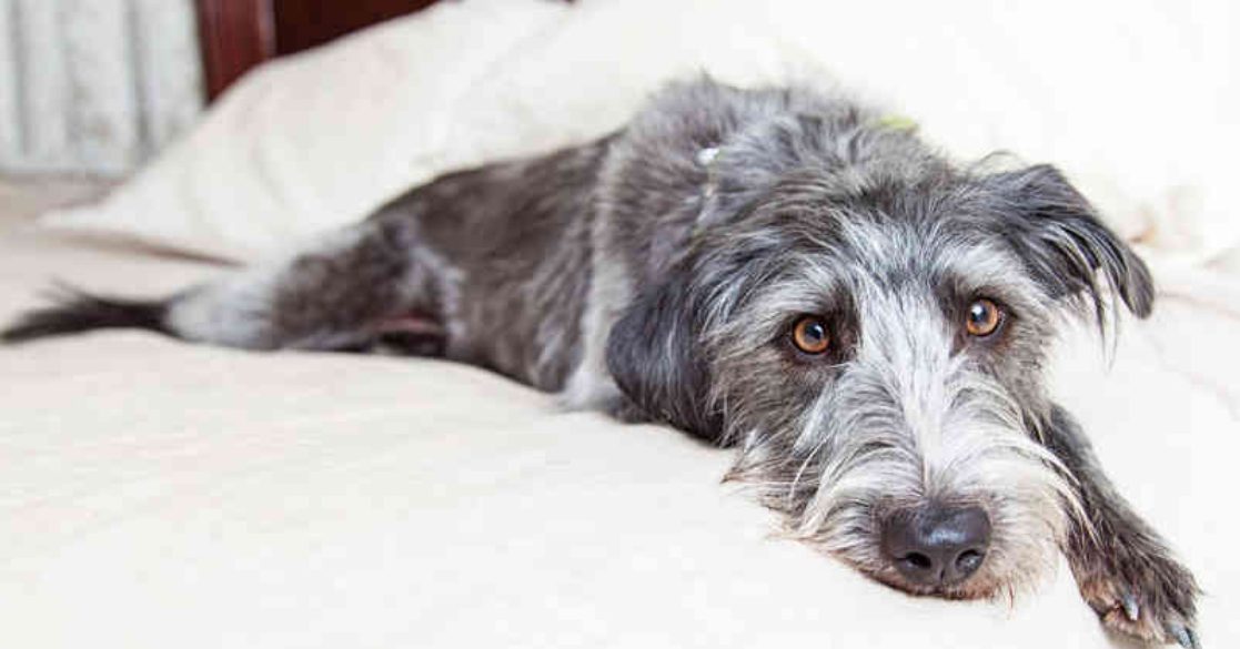 Beneficios de adoptar un perrito criollo. ¡Adopta, no compres! - Ciudad ...