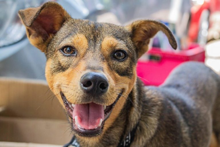 Beneficios de adoptar un perrito criollo. ¡Adopta, no compres! - Ciudad ...