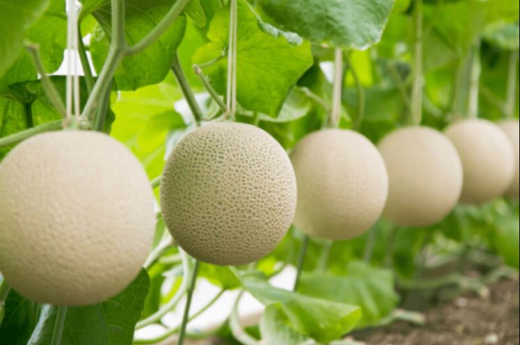 Melón Yubari King: la fruta más cara del mundo - Ciudad Trendy