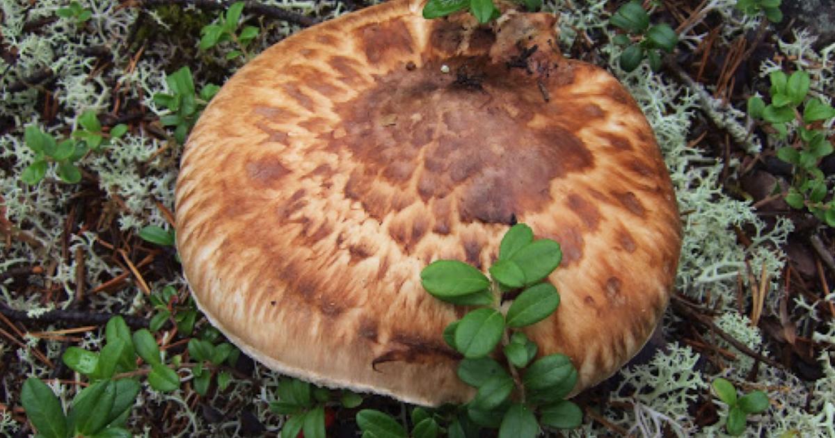 Hongo Matsutake: La "trufa blanca" japonesa que crece en México