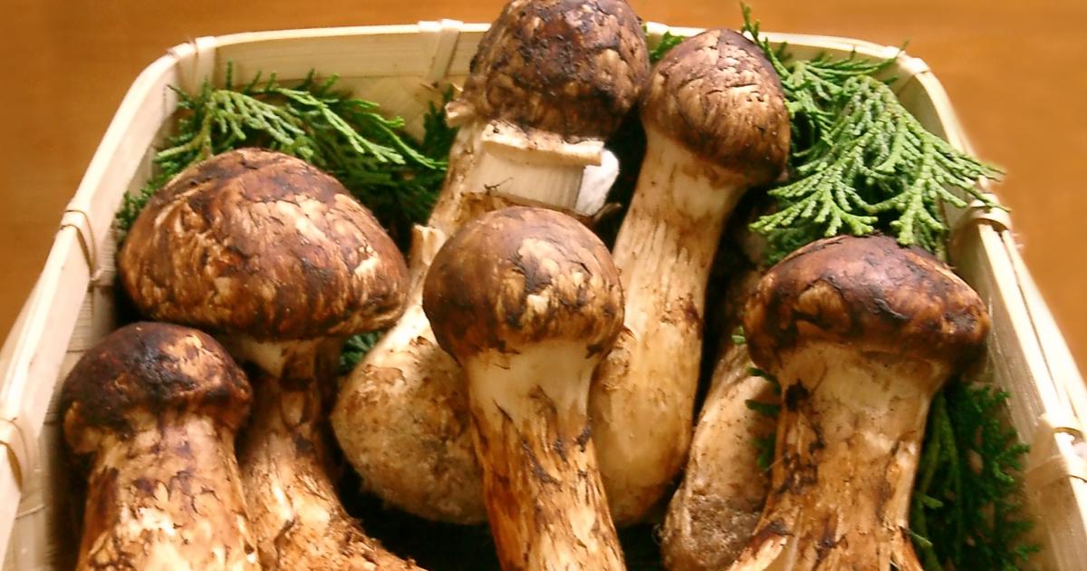 Hongo Matsutake: La “trufa blanca” japonesa que crece en México ...
