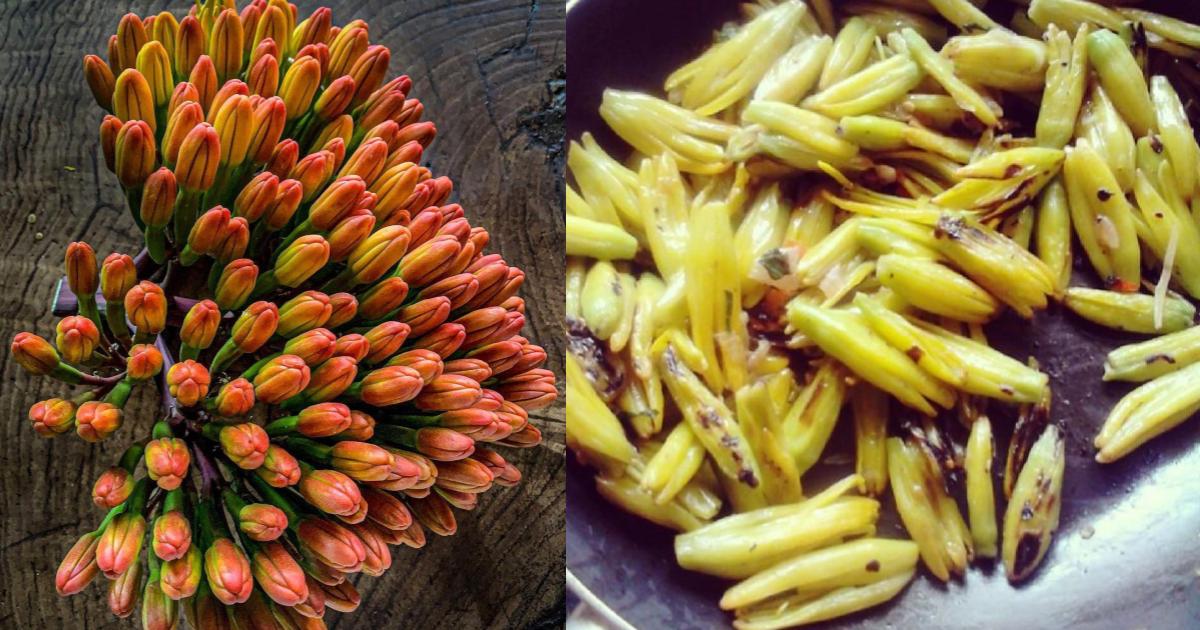 Gualumbos: La deliciosa flor de maguey que tienes que probar