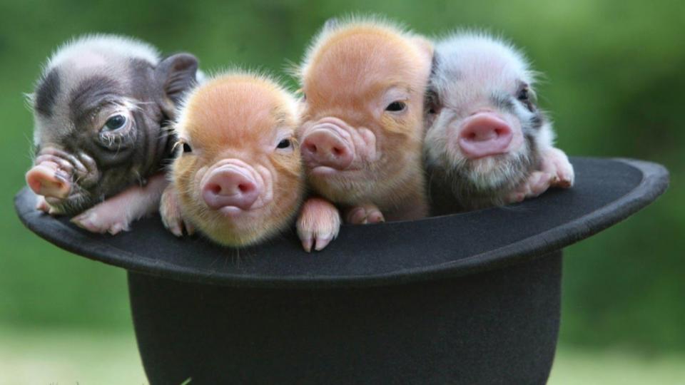 Mini Pigs: Curiosidades únicas sobre estas adorables mascotas - Ciudad ...