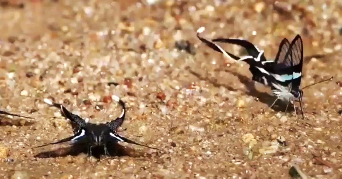 Mariposa Cola de Dragón Verde: Una criatura mágica alada y delicada