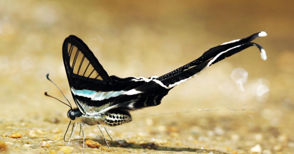 Mariposa Cola de Dragón Verde: Una criatura mágica alada y delicada
